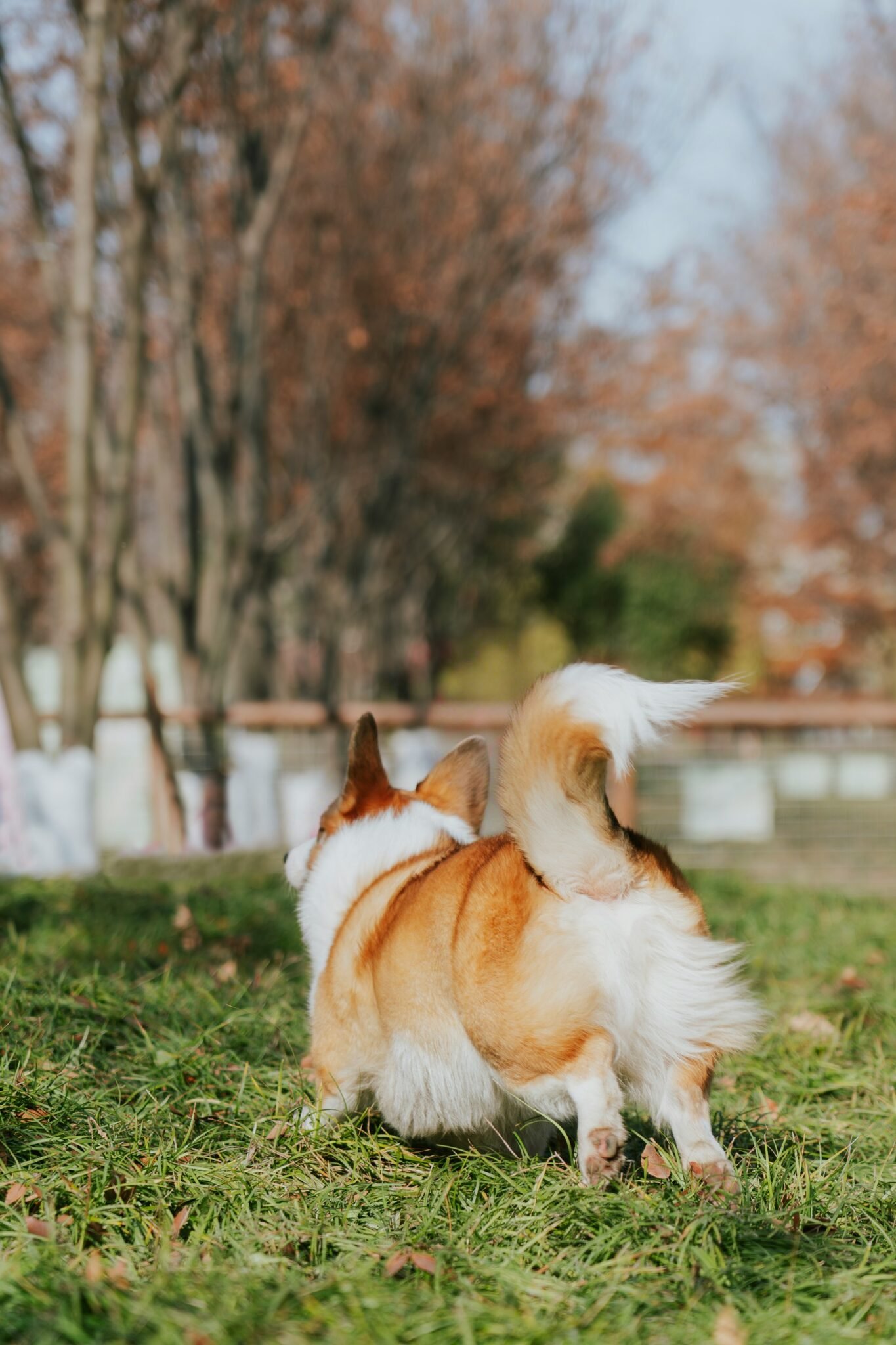 What Your Pet’s Tail Wag Really Says About Happiness | The Fox Magazine